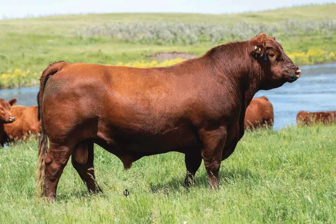 Sandhill Red Angus
