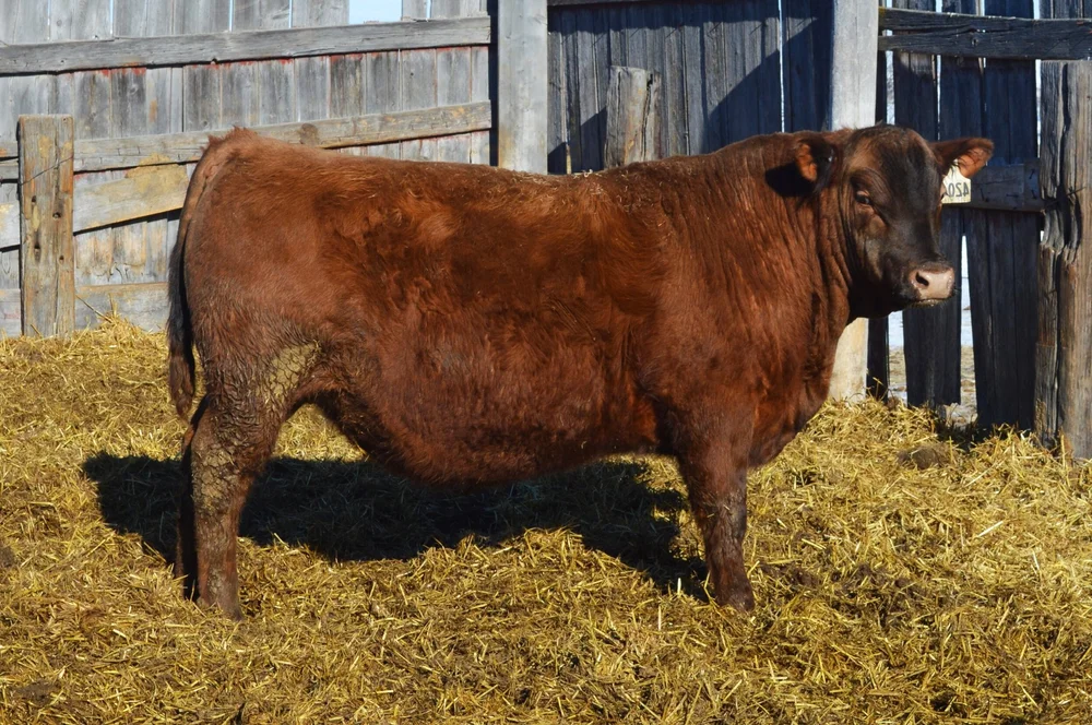 Herd Sires — Sandhill Red Angus
