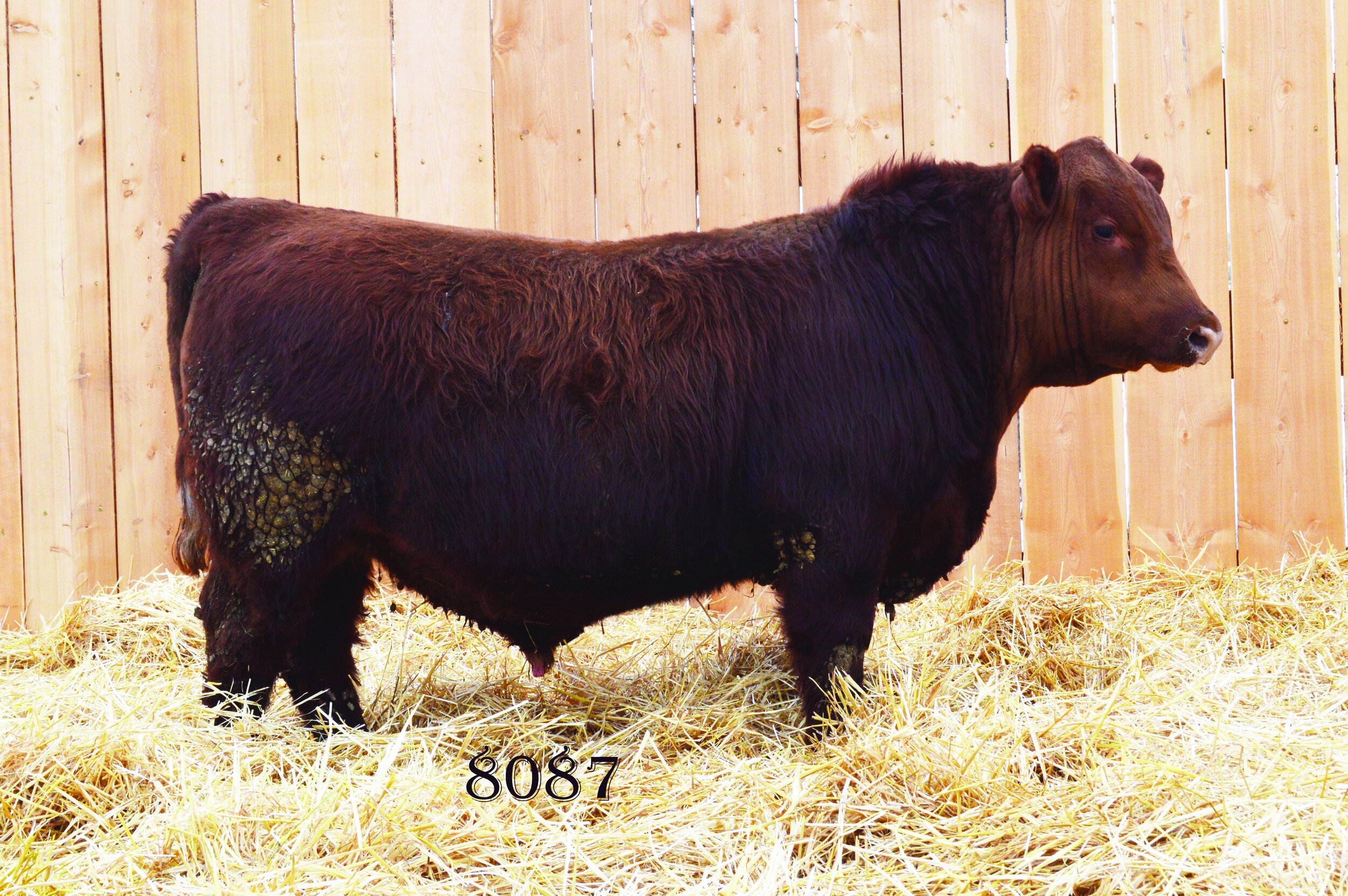 Sandhill Red Angus