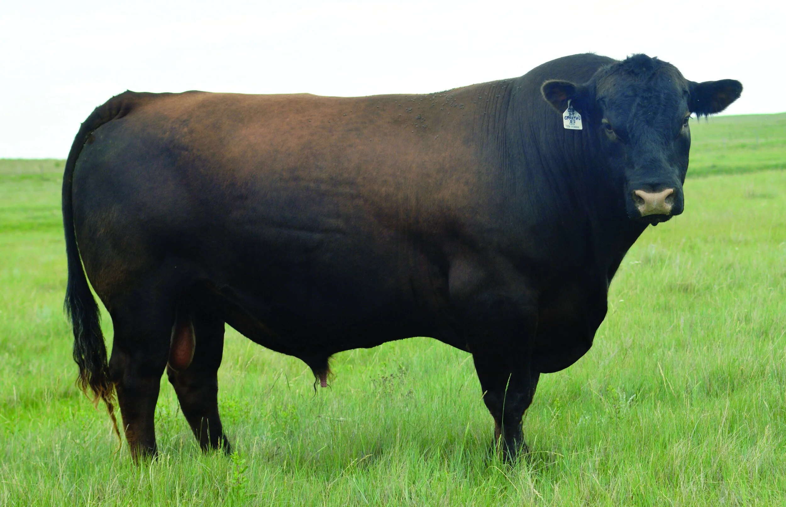 Herd Sires — Sandhill Red Angus