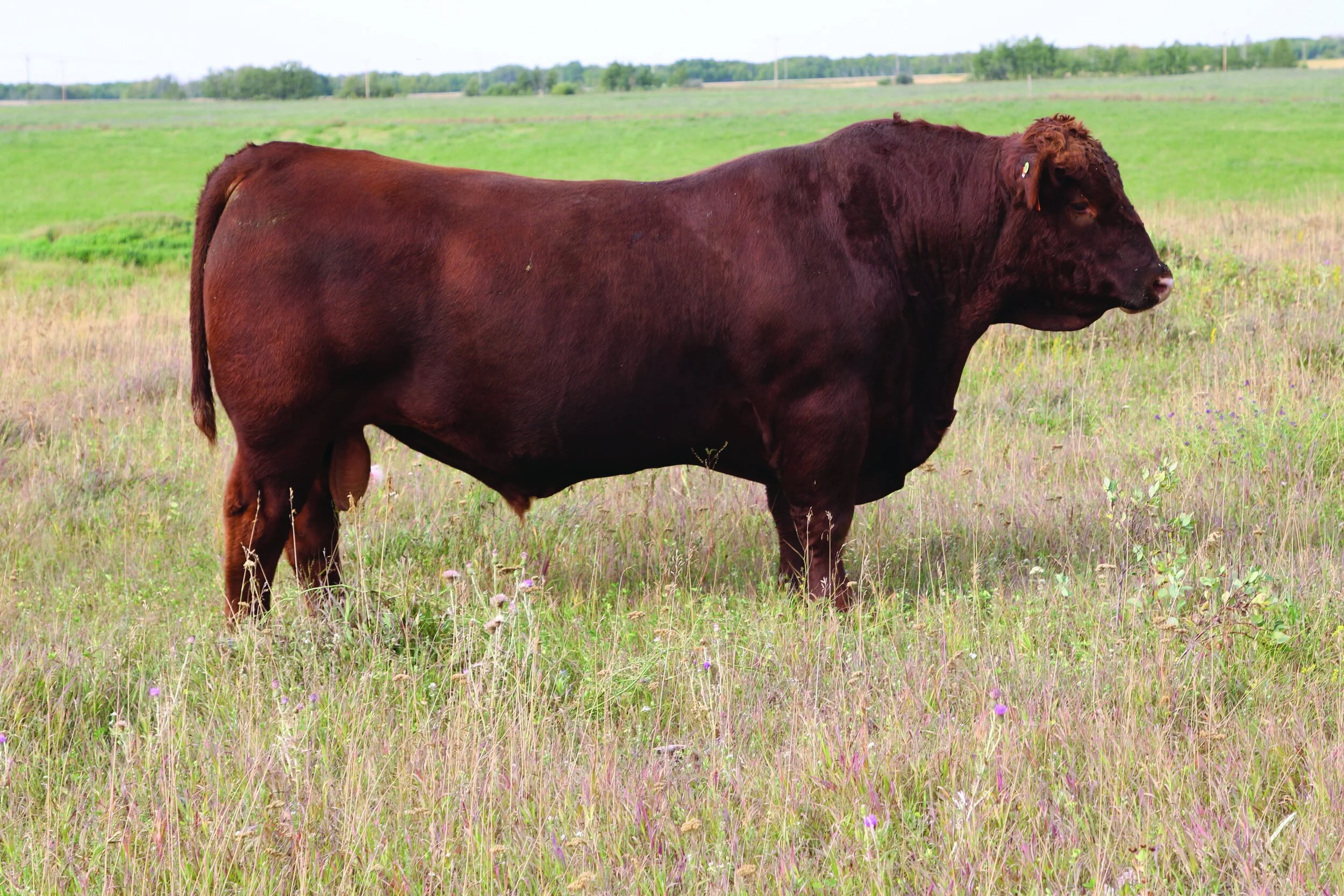 Sandhill Red Angus