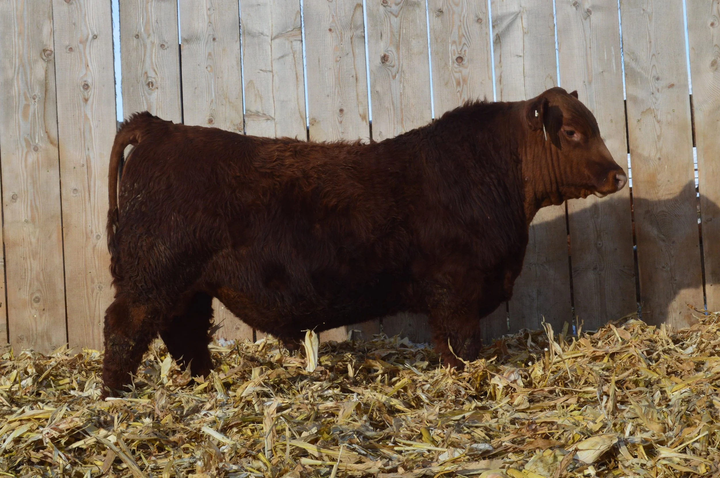 Sandhill Red Angus