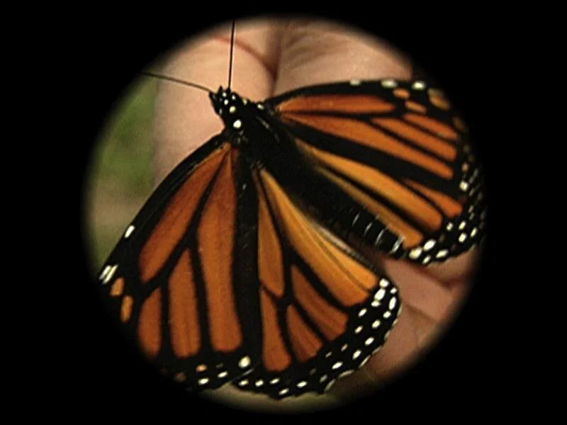 Installations — Mary Lucier