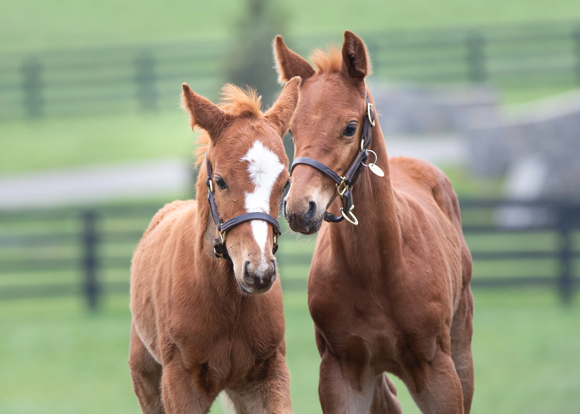 Broodmares — Margaux Farm