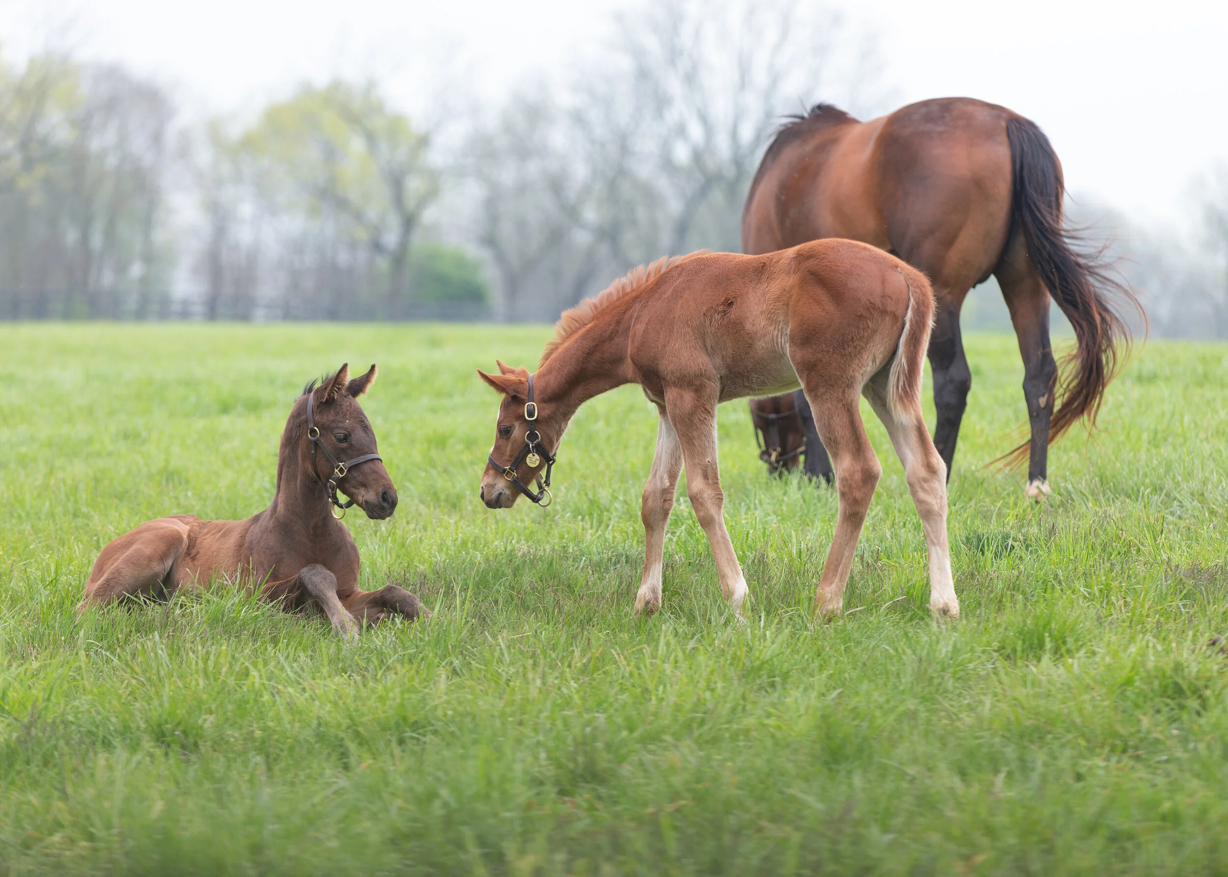 Broodmares — Margaux Farm