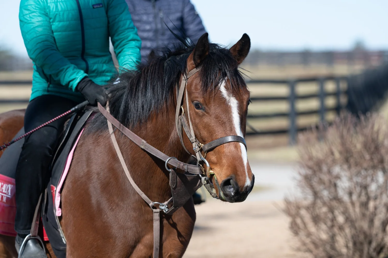 Cast Member goes 3-3 in the Soviet Problem Stakes — Margaux Farm