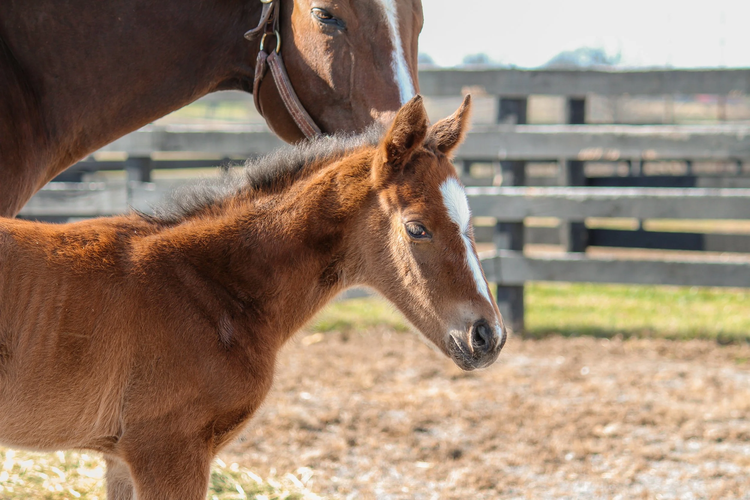 First foal, a filly by G1 winner Authentic out of SW Lead Guitar, kicks ...