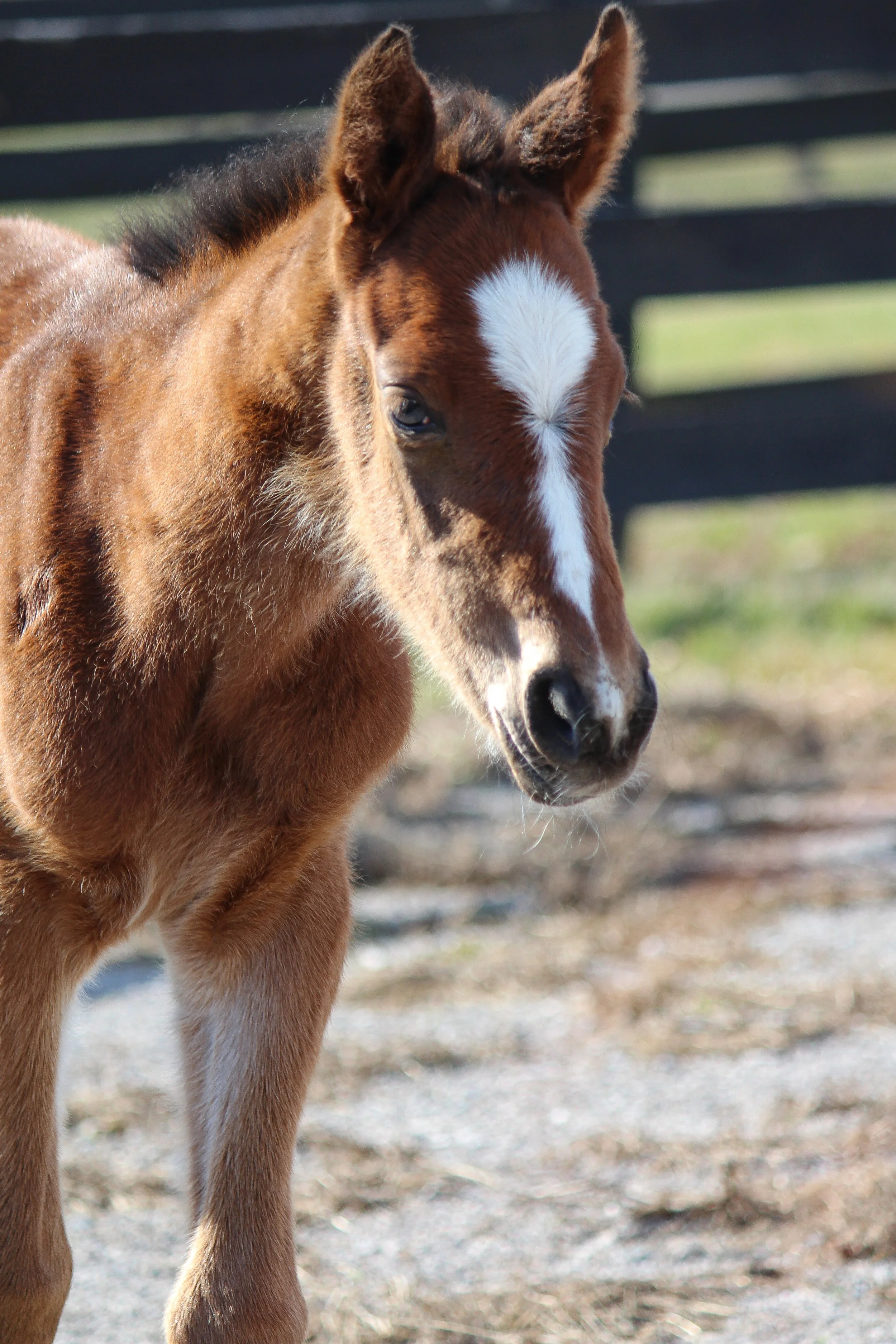 First foal, a filly by G1 winner Authentic out of SW Lead Guitar, kicks ...
