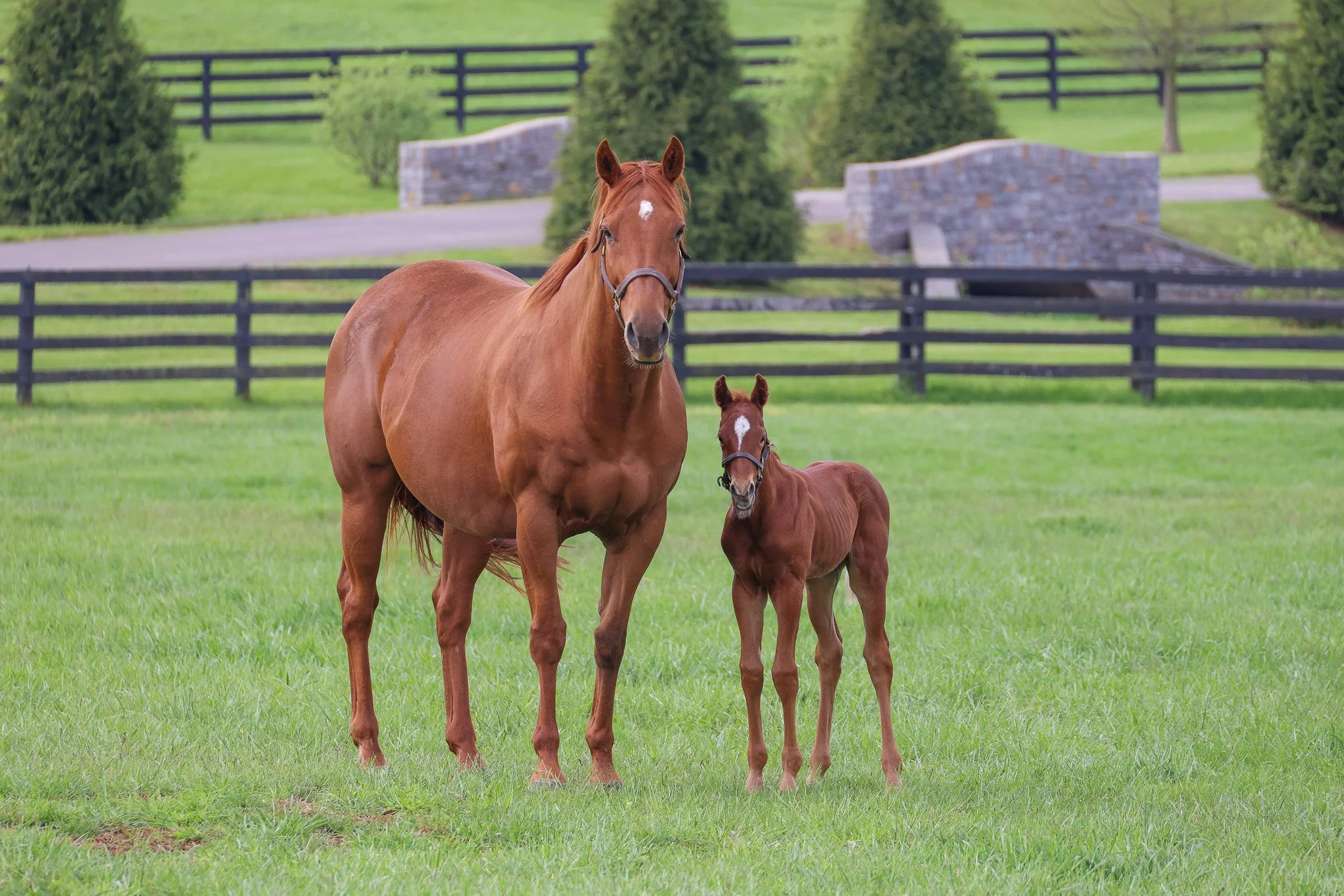 Broodmares — Margaux Farm