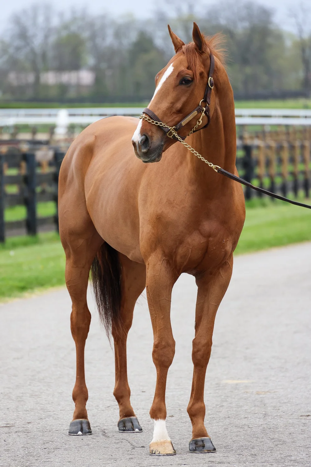 Highway Robber noses out the competition in a thrilling stretch run for ...