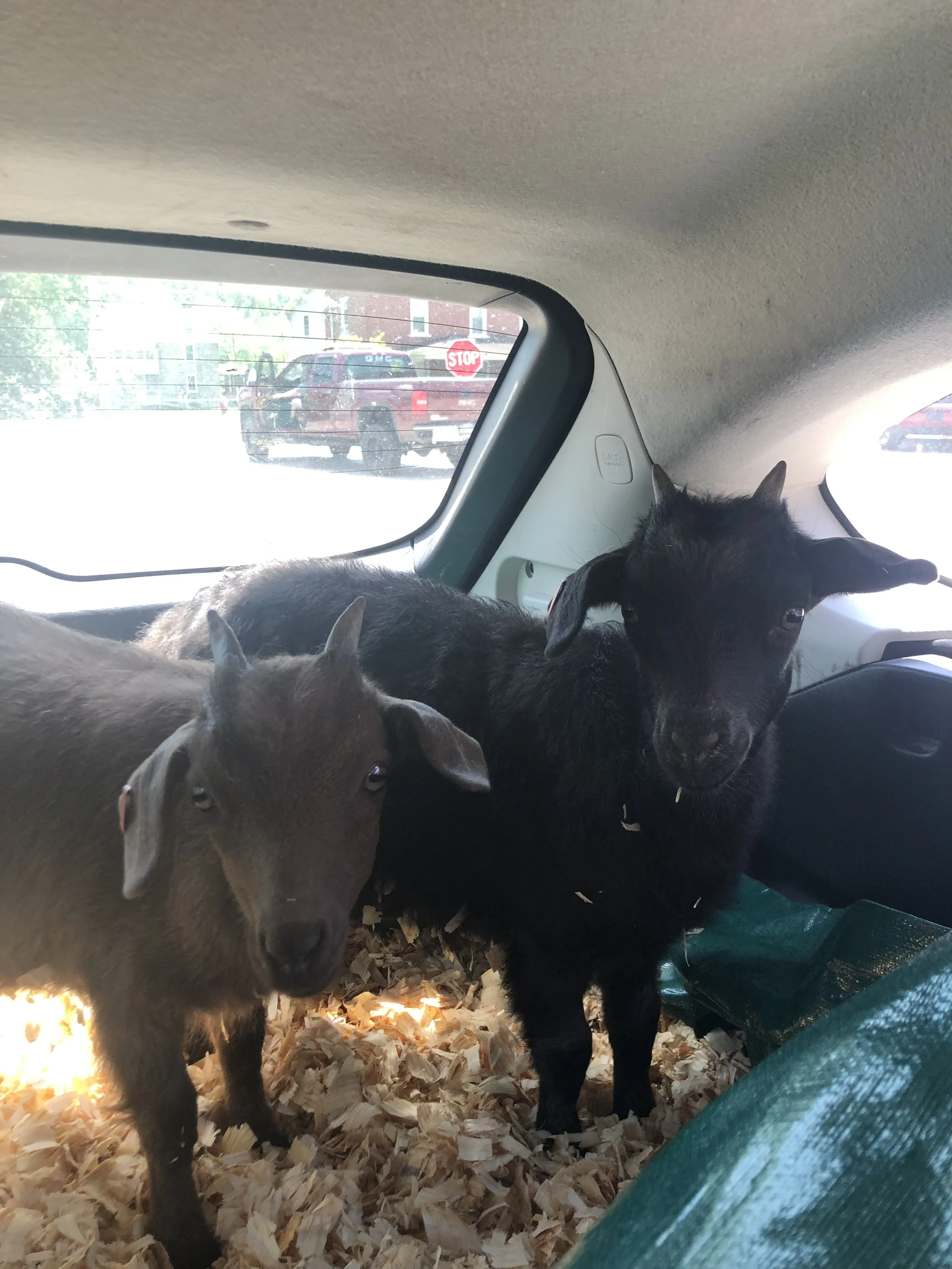 Nigora goats 1: beginning the adventure — Cats and Cardamom