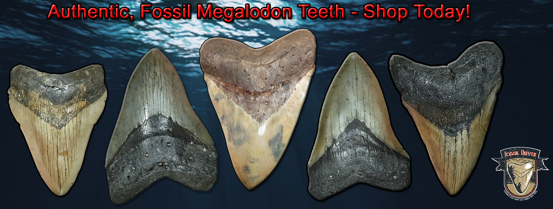Megalodon Size Comparison Tooth