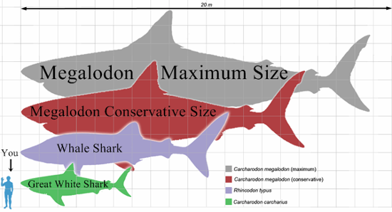 Megalodon Shark Jaw Size
