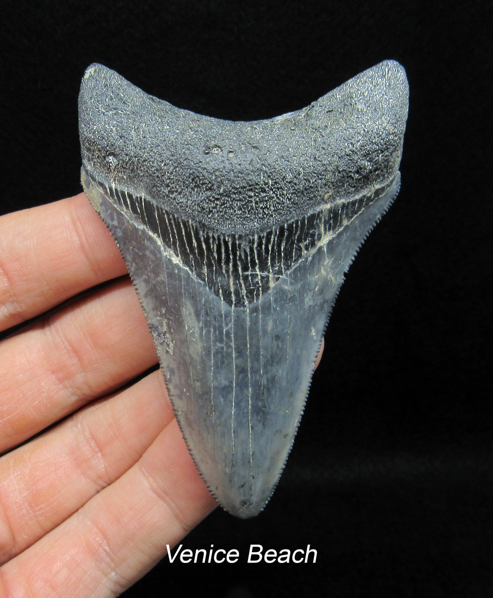 Megalodon Shark Tooth