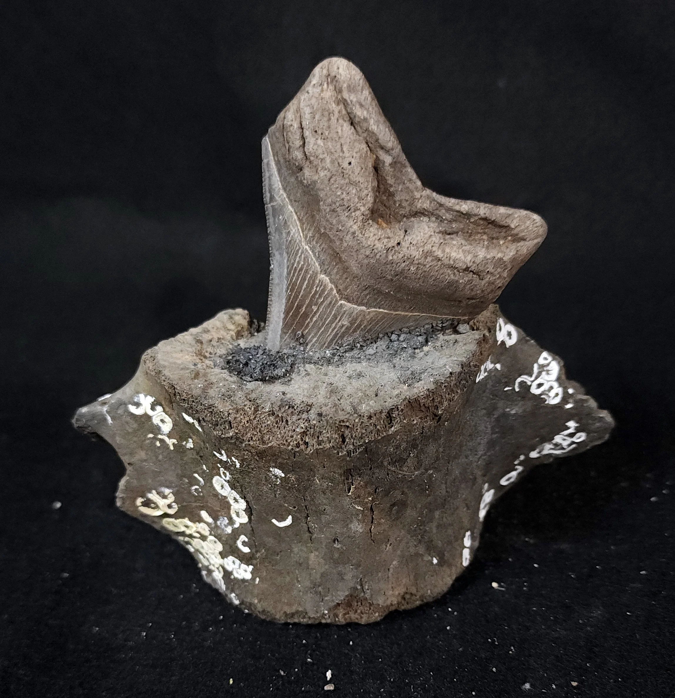 Megalodon Tooth In Whale Vertebrae