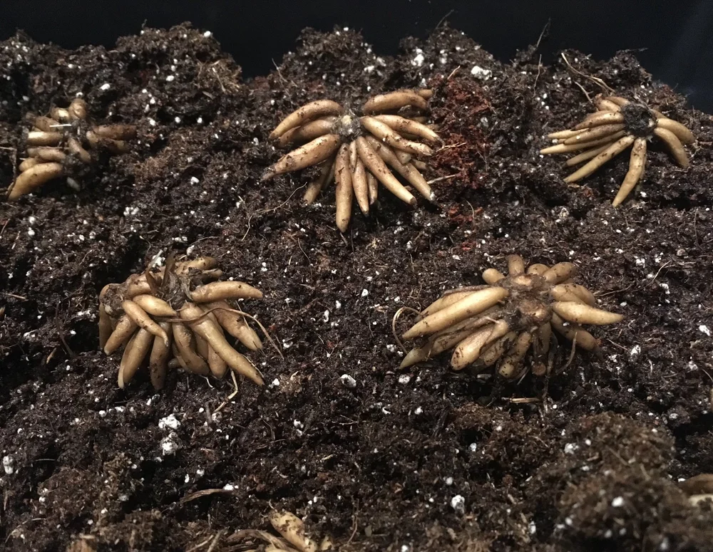 How to Grow Ranunculus in Alaska — Gardenwild Floral Design