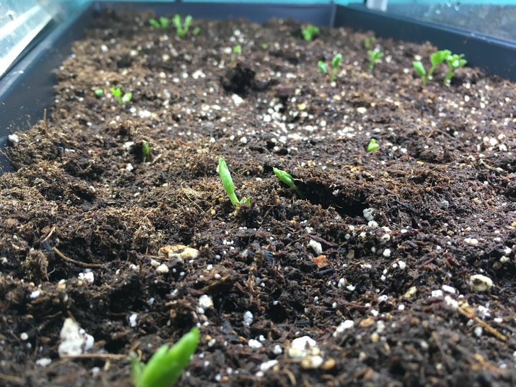 How to Grow Ranunculus in Alaska — Gardenwild Floral Design