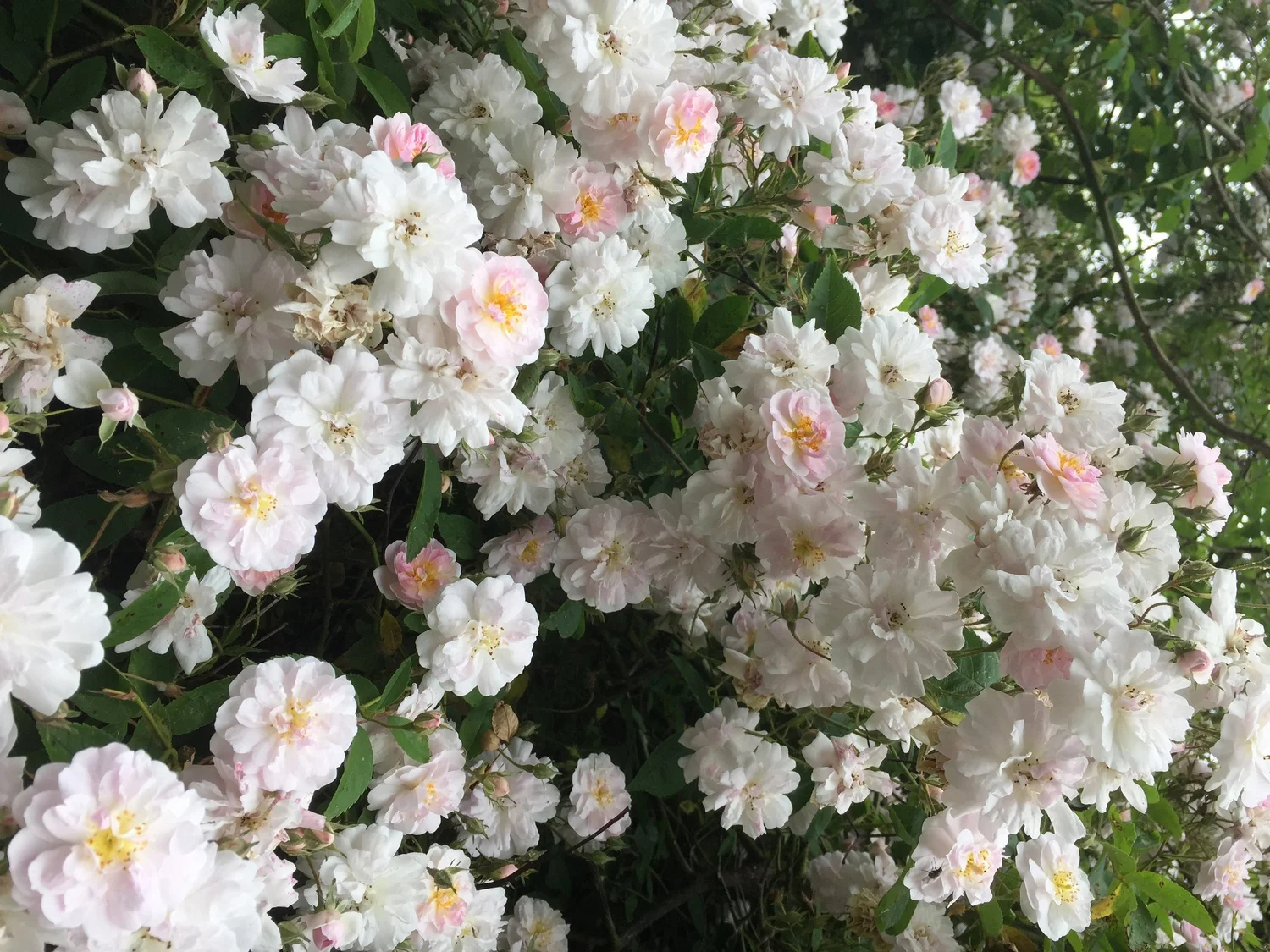 Old roses add romance and mystery to gardens — Suzanne Winterly