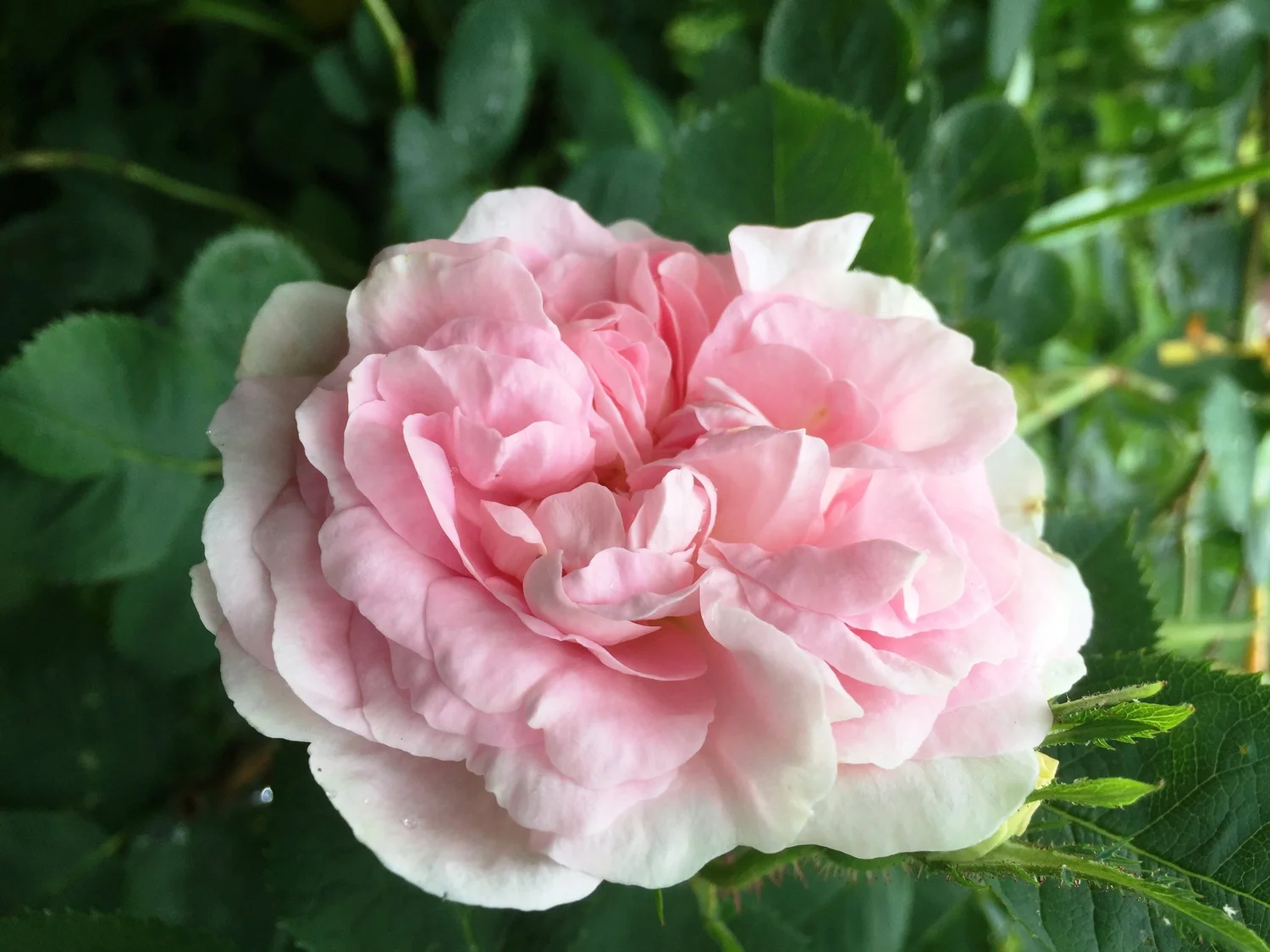 Old roses add romance and mystery to gardens — Suzanne Winterly