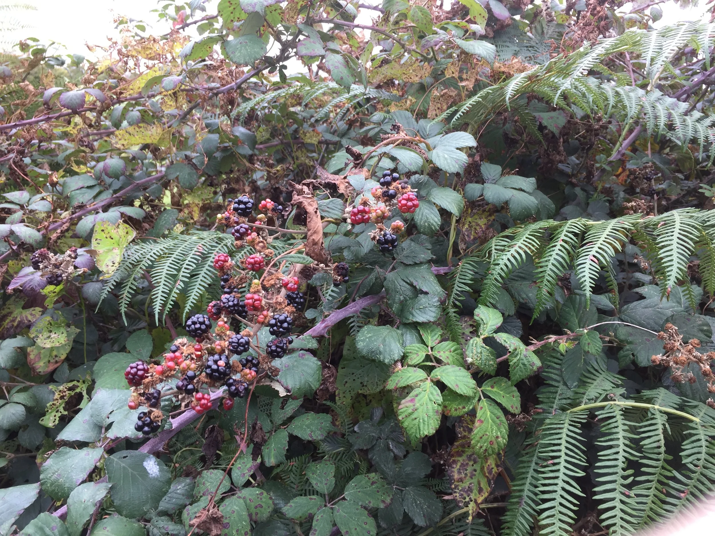 Nature Notes — Suzanne Winterly