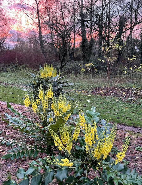 January Garden — Suzanne Winterly