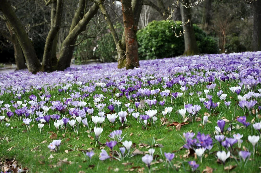 A long winter’s journey - My favourite early spring plants — Suzanne ...