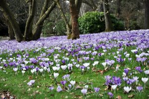 A long winter’s journey - My favourite early spring plants — Suzanne ...