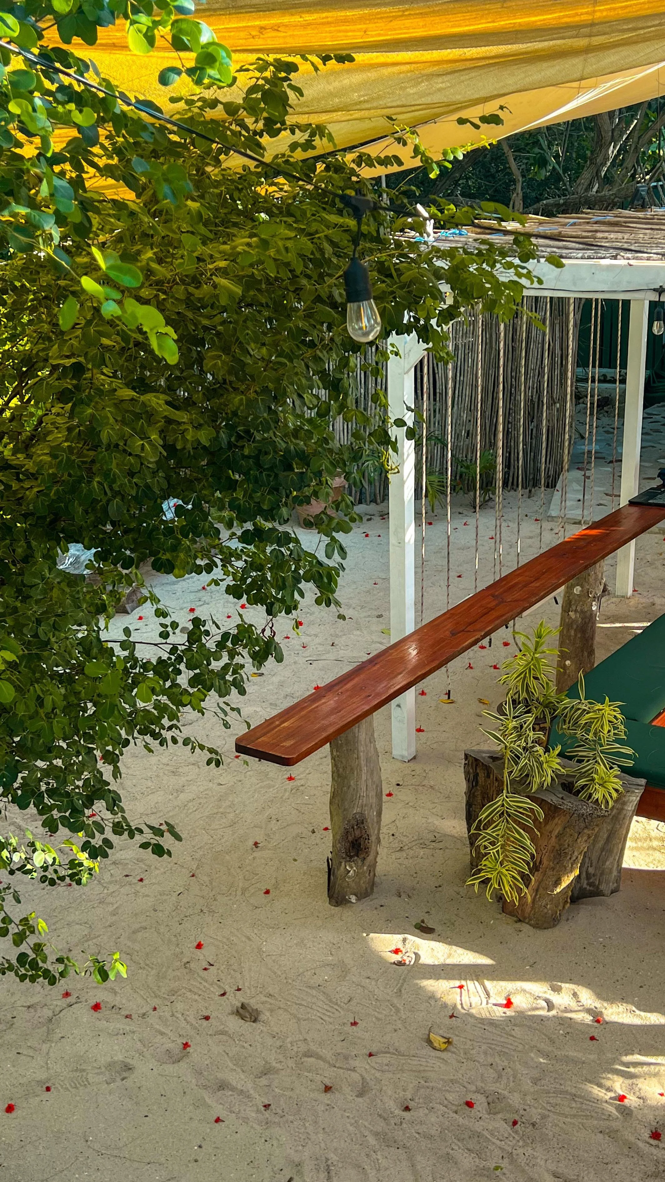 Home — Treehouse Beach Club