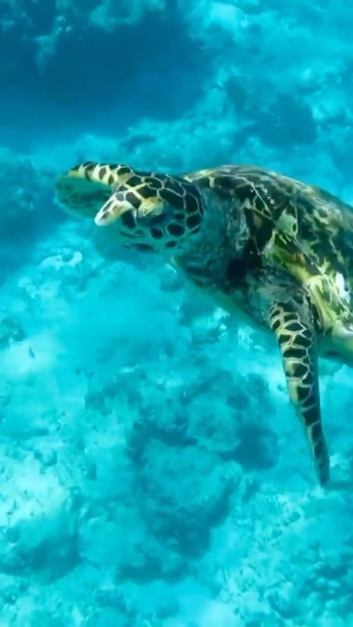 Make a reservation — Treehouse Beach Club