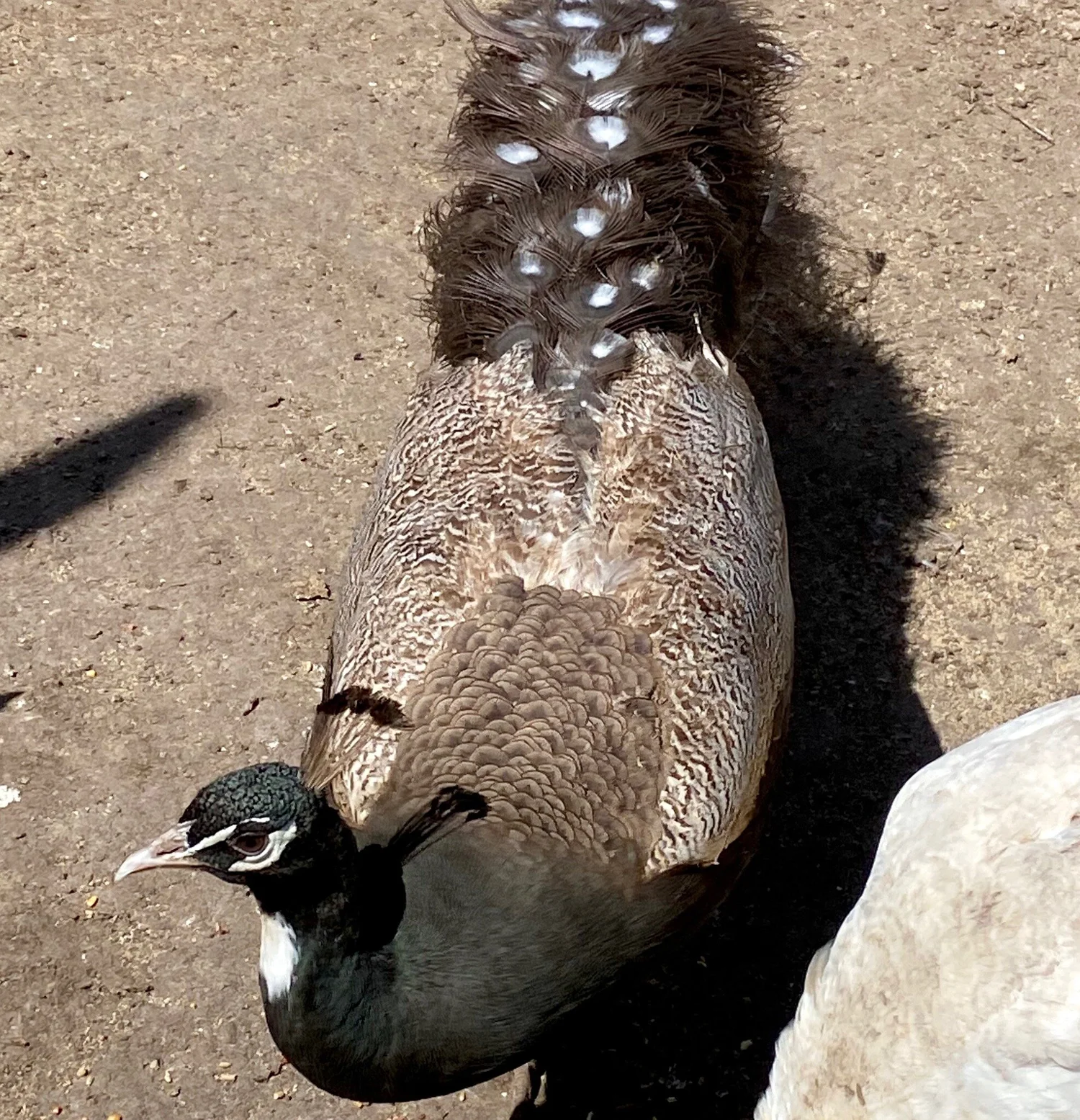 Black Shoulder Peacocks