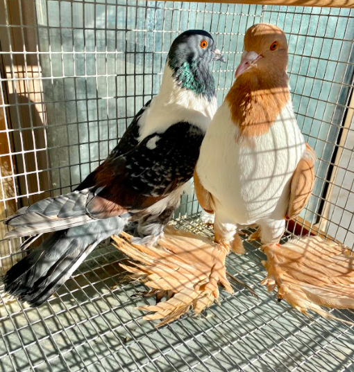 Reversewing Pouter Pigeon