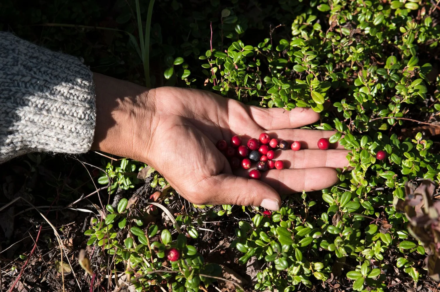 Indigenous Communities — Boreal Conservation