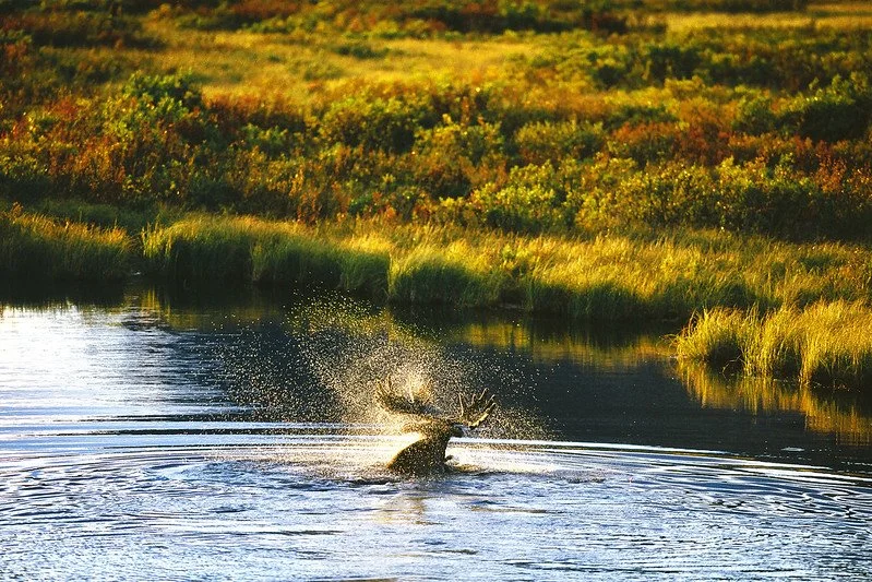 Fresh Clean Water — Boreal Conservation