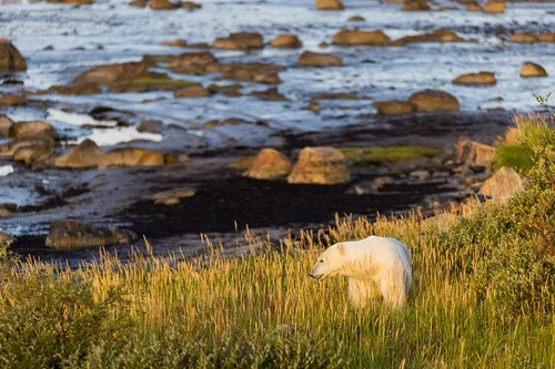 5 Boreal Brights Spots in 2024 — Boreal Conservation