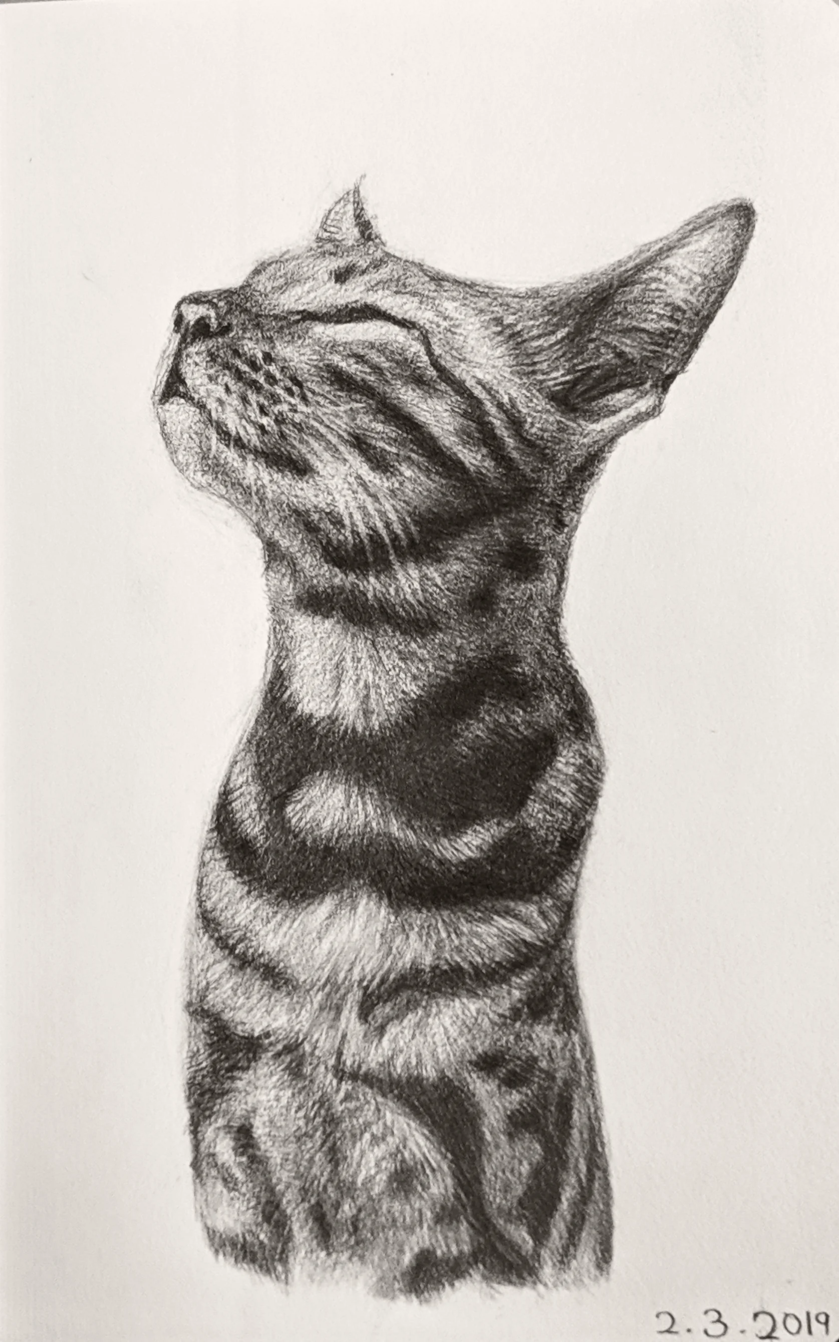 Graphite Illustration — BENEDEK CHEN