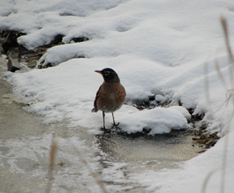 Beyond Your Backyard: How Robins Survive the Cold — MJ Independent