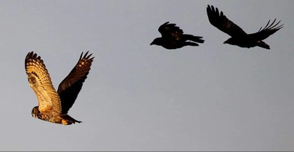 Mobbing In The Animal World — MJ Independent