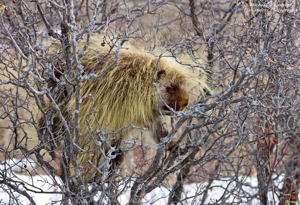 Beyond Your Backyard 🍂 The Porcupine - Adapted for Survival — MJ ...
