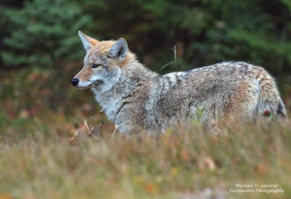 Beyond Your Backyard 🌾 "The Coyote - A Keystone Species of Our Prairies ...