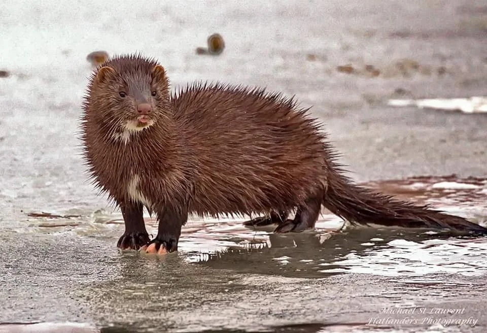 Beyond Your Backyard "Meet the mink!" — MJ Independent