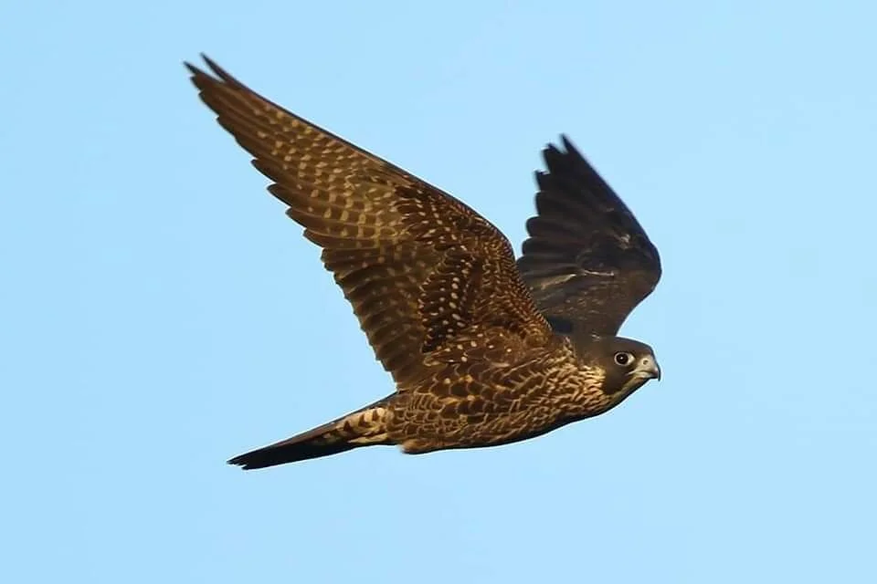 Beyond Your Backyard - Amazing Feats Of Migration — MJ Independent