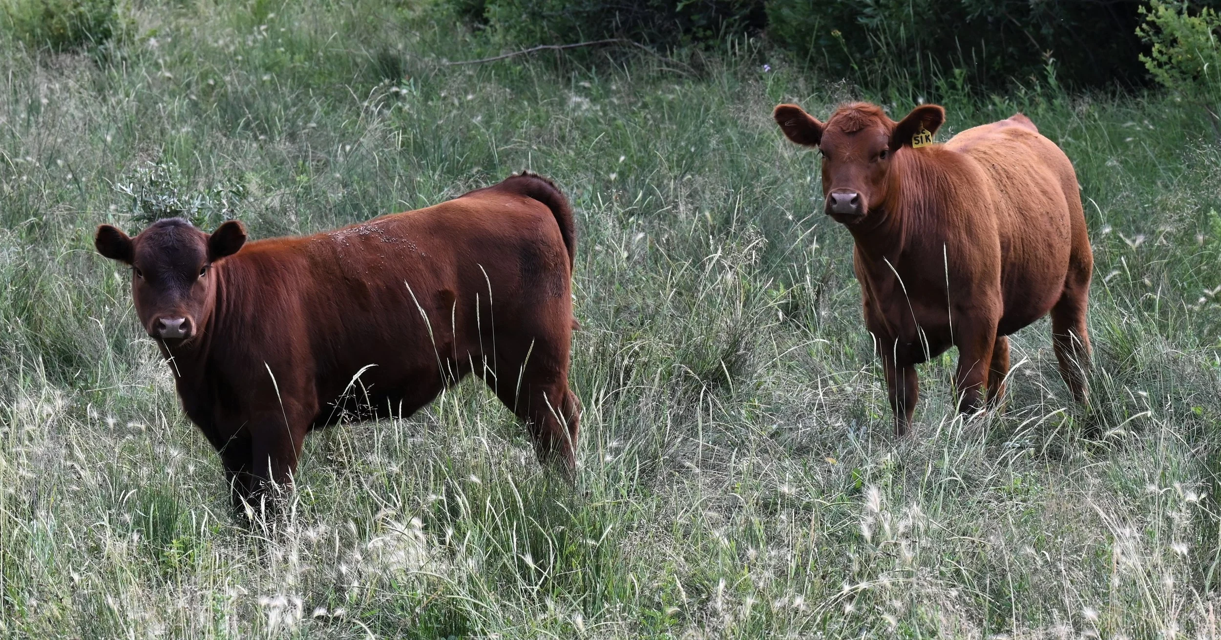 Where's The Beef??? The United States — MJ Independent