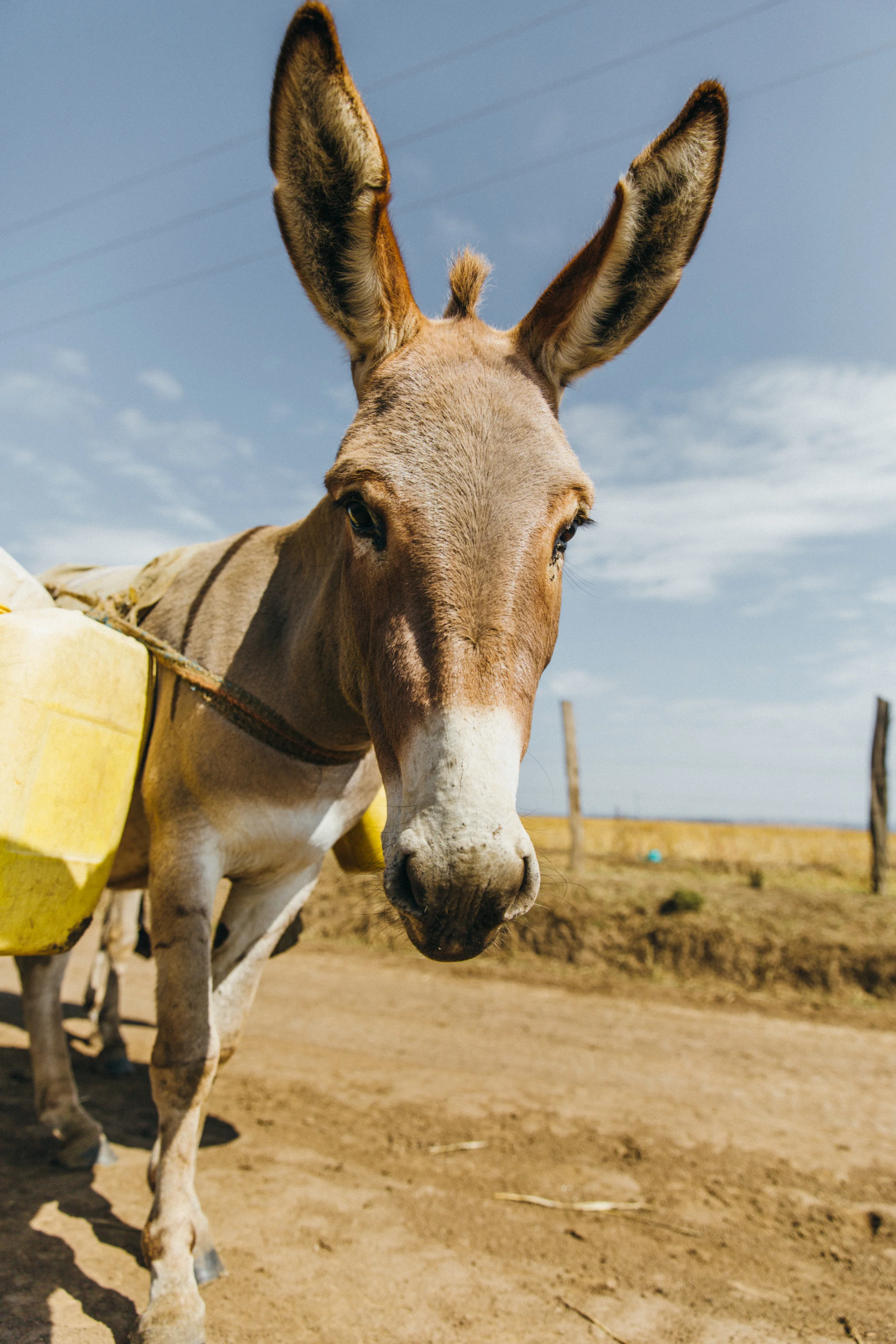 The Donkey Hide Crisis — Brooke USA