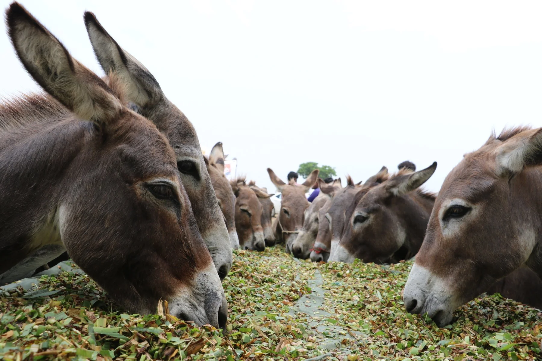 The Donkey Project — Brooke USA