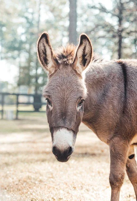 Equine Friends — Brooke USA