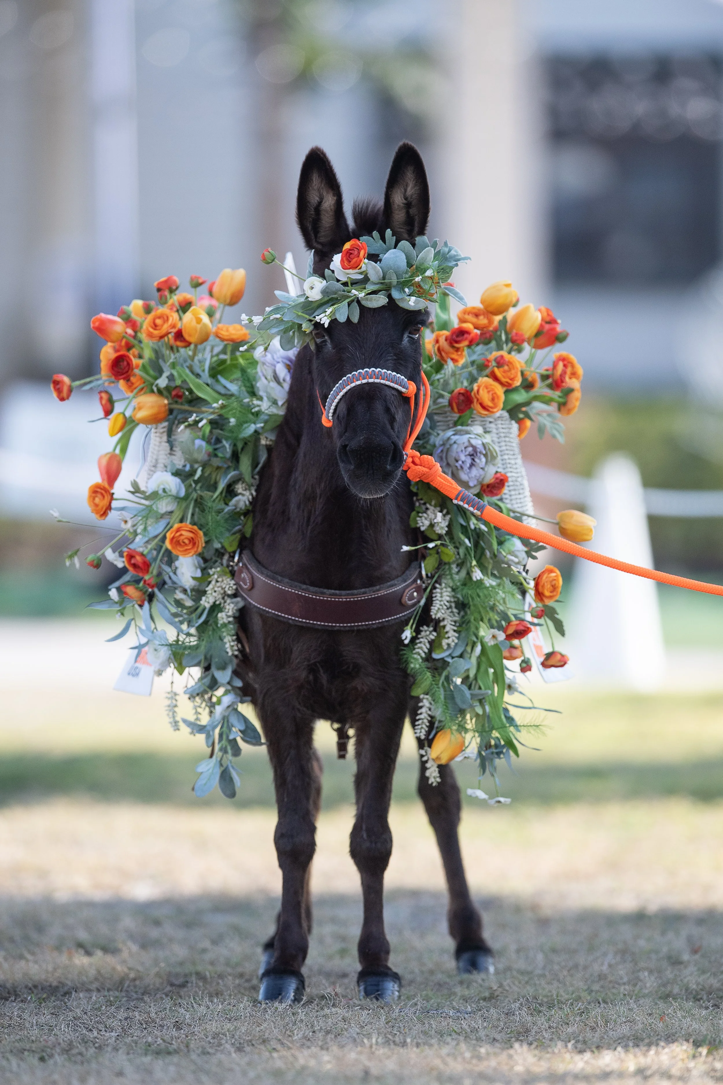 Equine Friends — Brooke USA