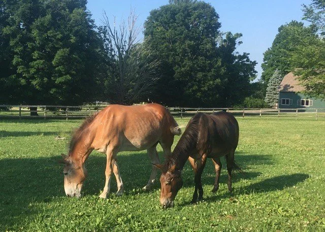 Equine Friends — Brooke USA