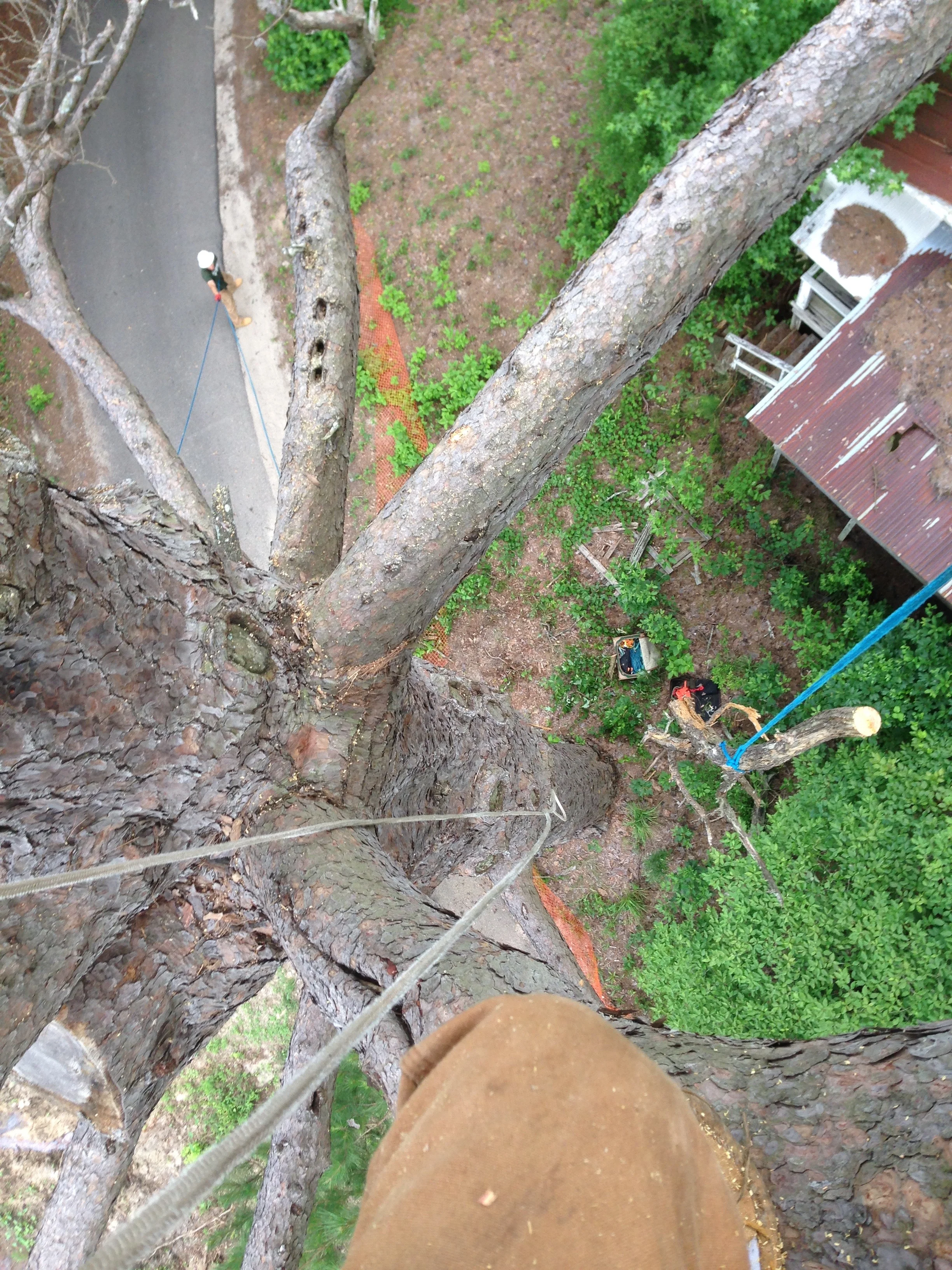 Tyler Arborist at Sunnybrook Tree Service. Landscaping with Trees.