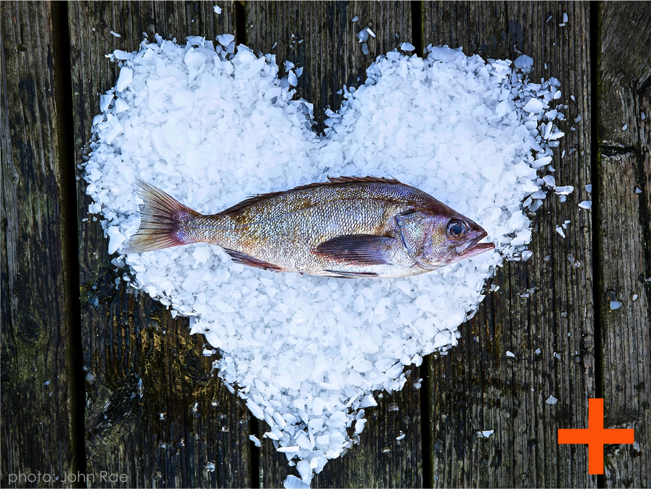 Positively Groundfish