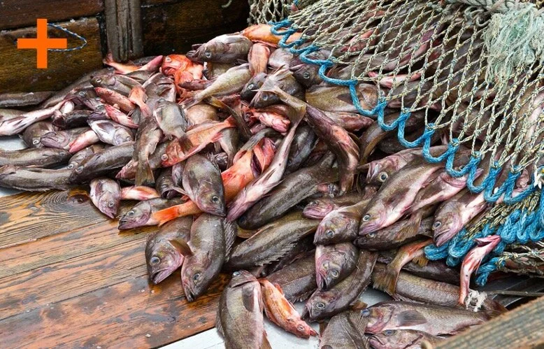 Groundfish 101 — Positively Groundfish